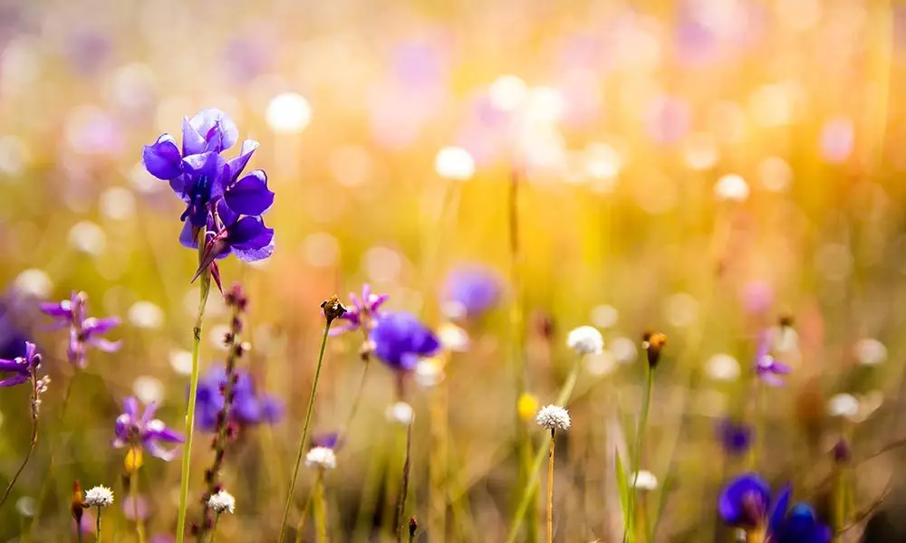 Foto av blommor för Earth Day-låtar